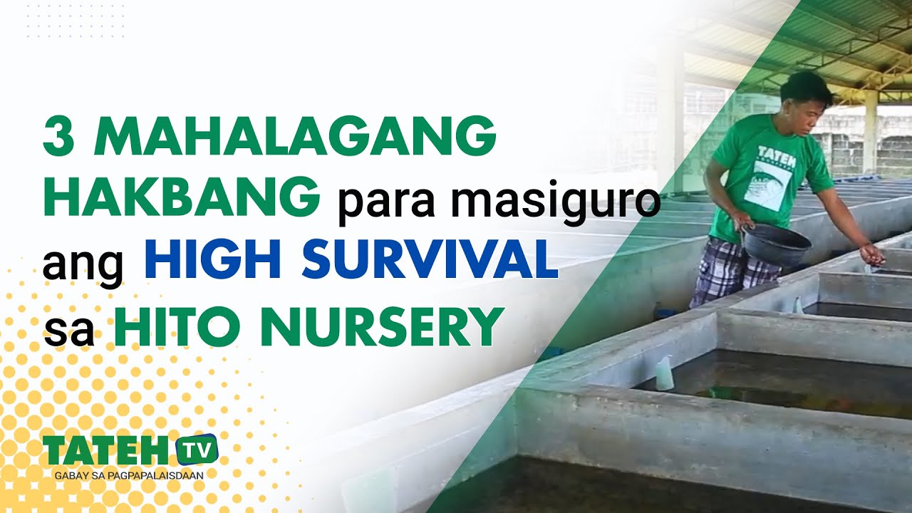3 Mahalagang hakbang para masiguro ang high survival sa Hito Nursery ...