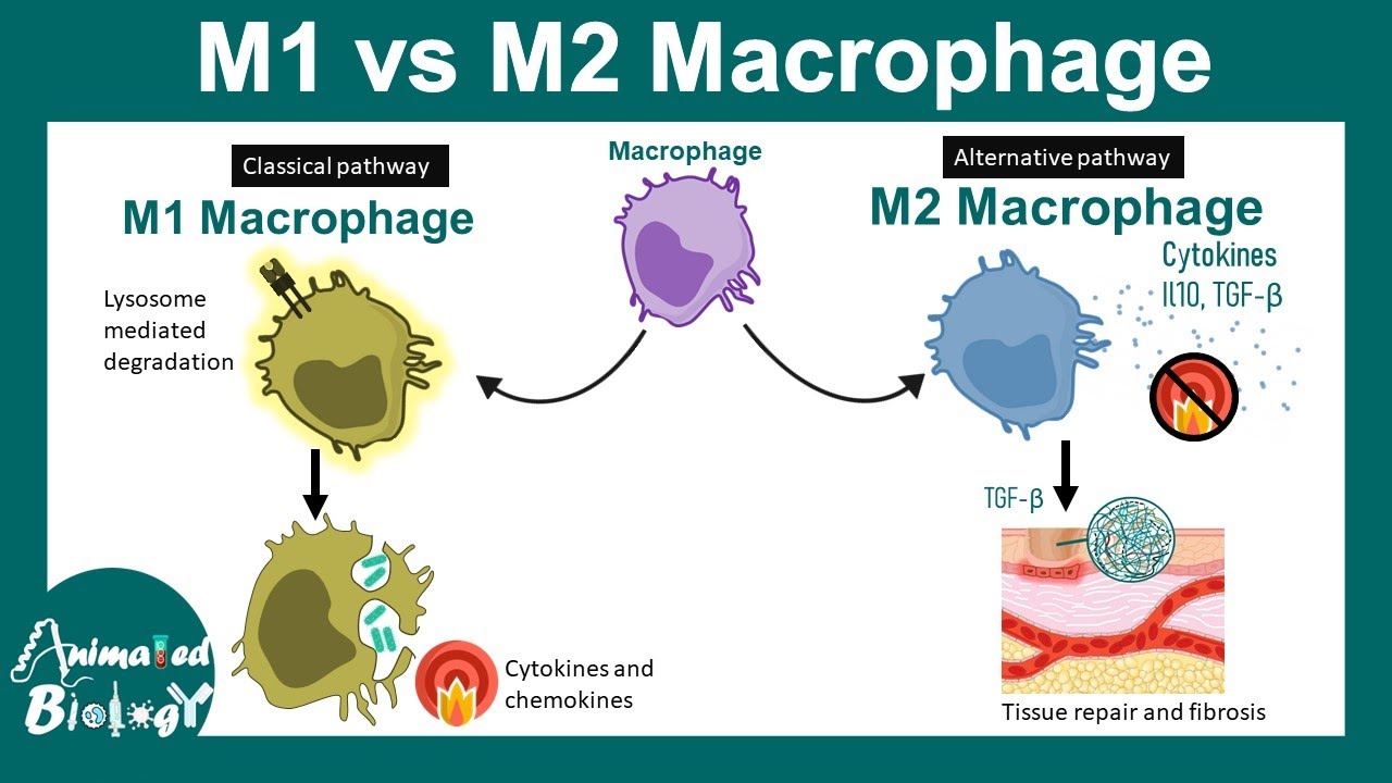 M1 Vs M2 Macrophage Macrophage Subtypes Clinical Importance Of M1