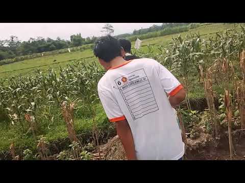 Si bolang bukan asli ngakak Wik wik wik wik