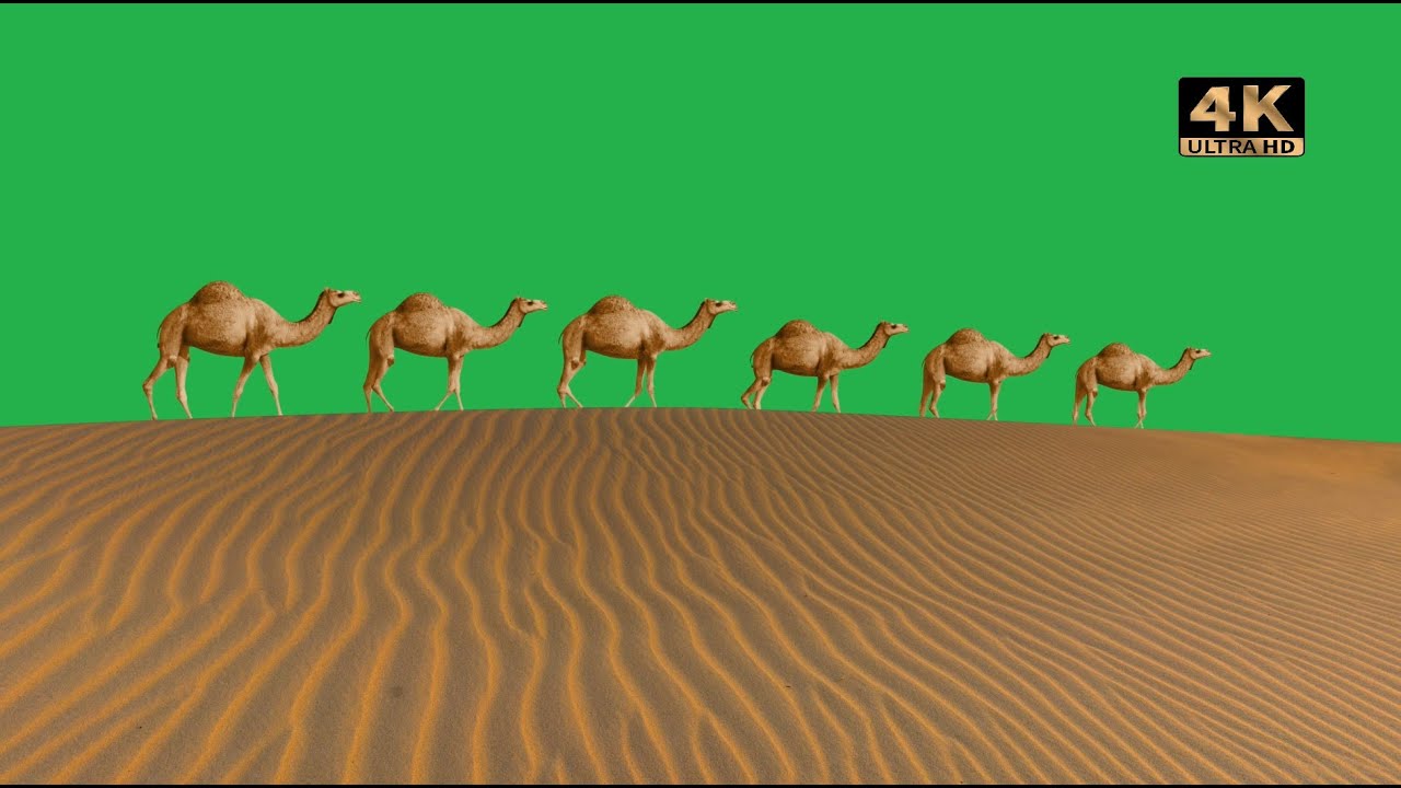 camel walking video download - YouTube