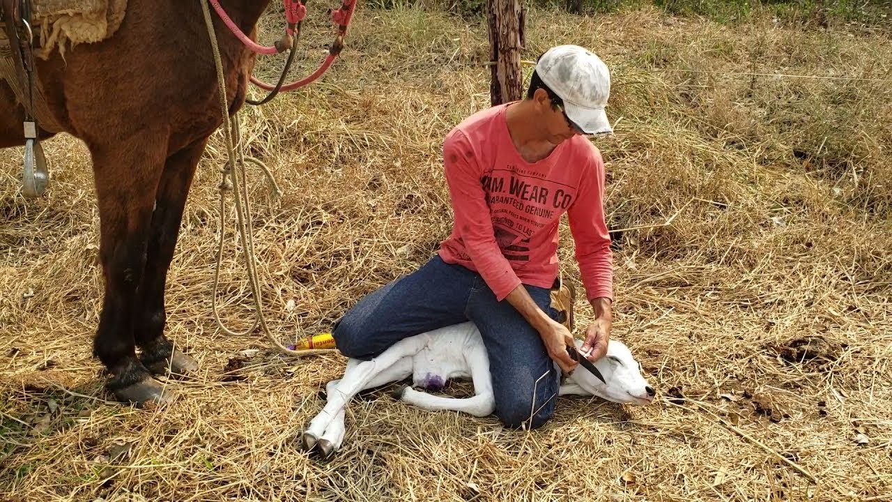 Cuidados com bezerros recém-nascidos | Cura de umbigo em bezerro - YouTube