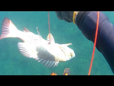 Mangrove jack snapper - YouTube