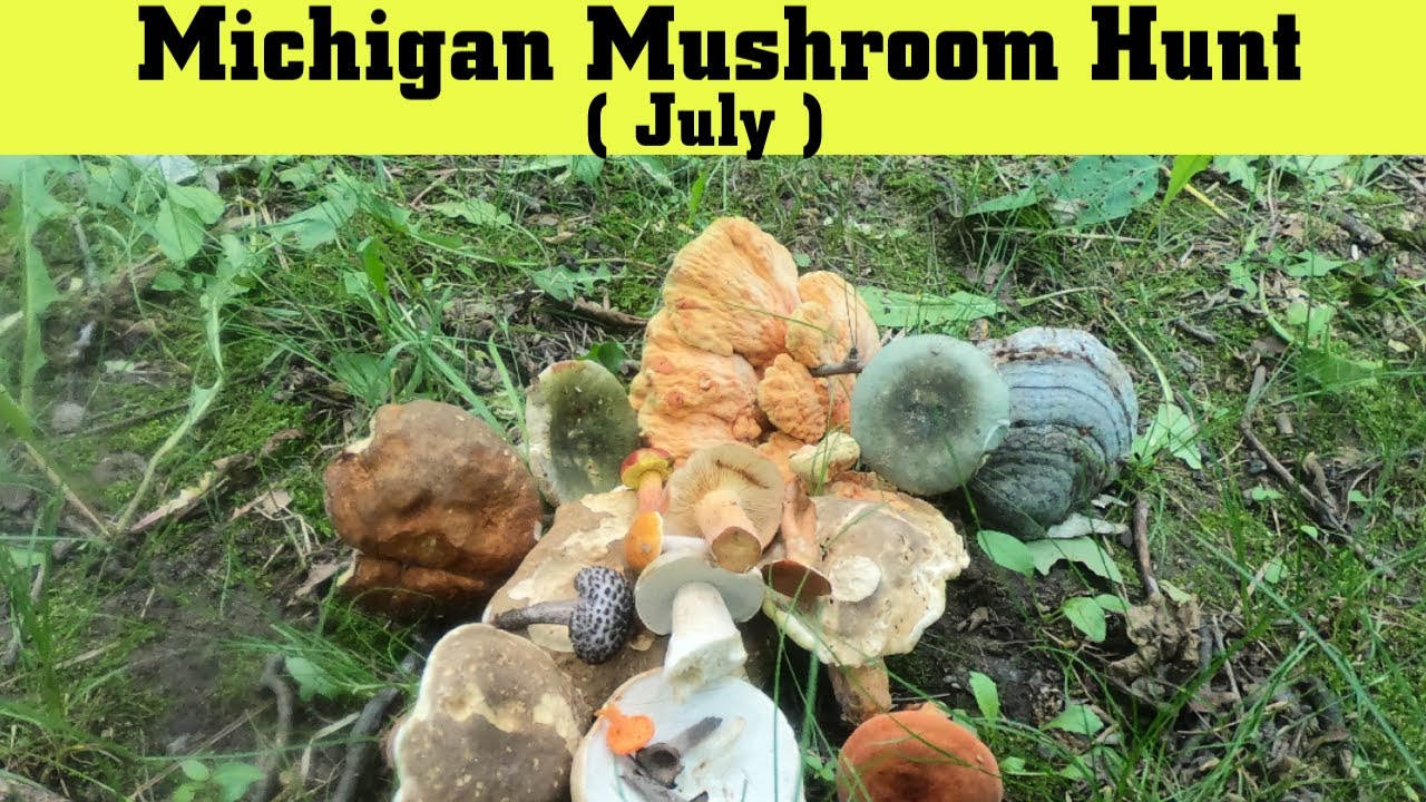 Michigan Mushroom Hunt - Mushrooms That Can Be Harvested In July - YouTube