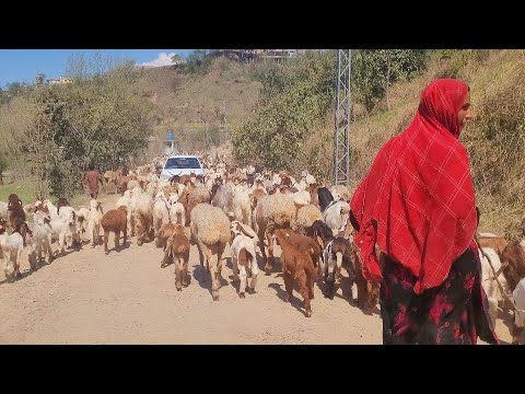 Nomadic Life In Kashmir | Bakarwal Life / So Many Goats Block Road ...