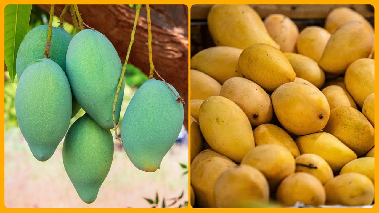 Mango ripening process without any chemical || how to cook mango || aam ...