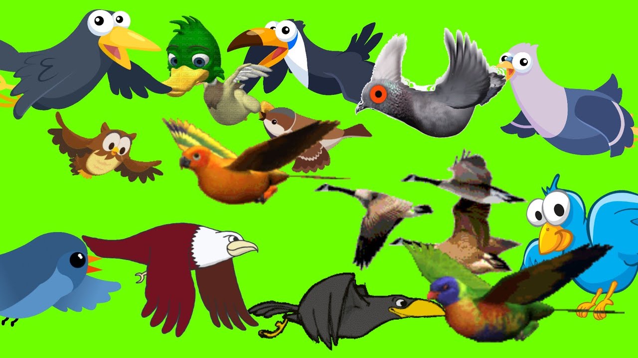 Bird stampede|bird stampede videos - YouTube