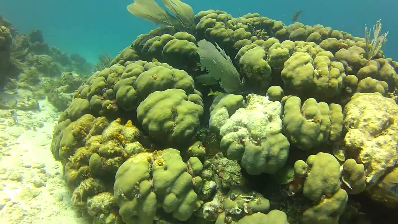 Cancun Manchones Reef - YouTube