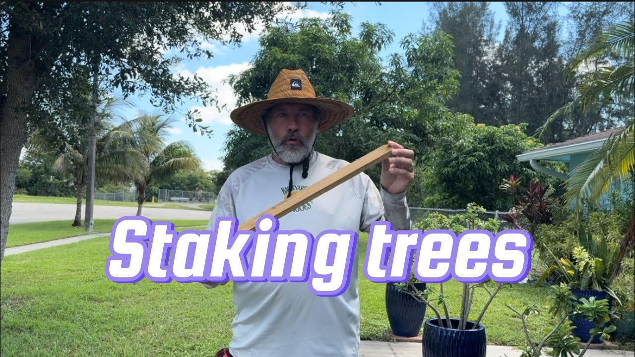 How to properly stake young trees. - YouTube