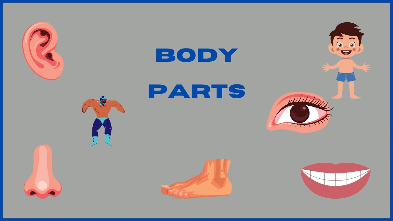 Body parts - let us learn body parts - YouTube