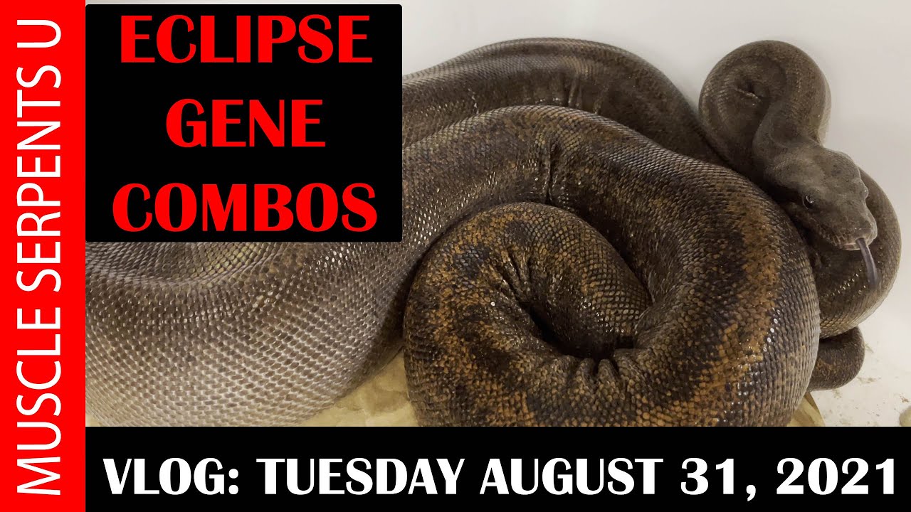 ECLIPSE BOA GENE COMBOS! 9-1-21 - YouTube