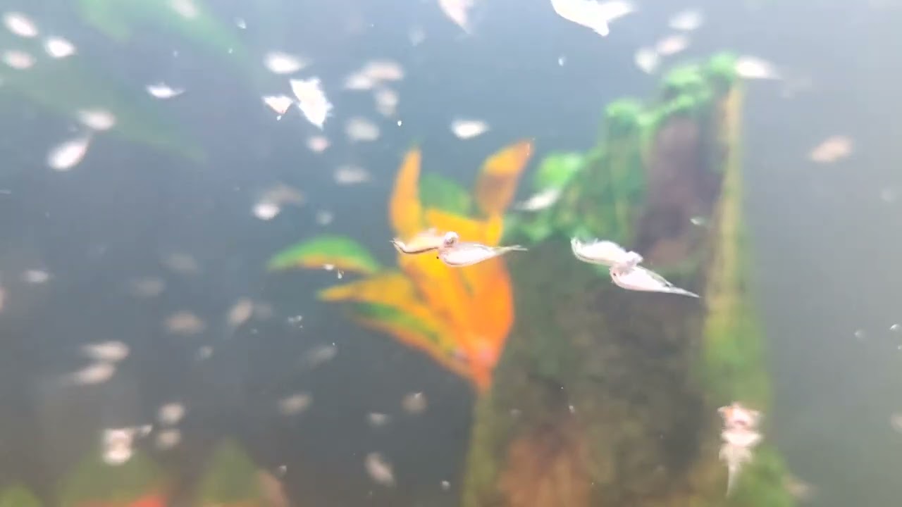 TONS of BABIES in the World's Largest Sea-Monkeys Colony! - YouTube