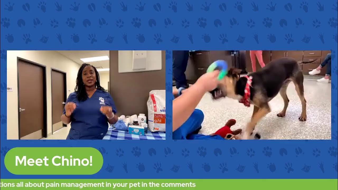 The Pet Pawcast How To Tell When Your Pet Is In Pain YouTube the-pet-pawcast-how-to-tell-when-your-pet-is-in-pain-youtube