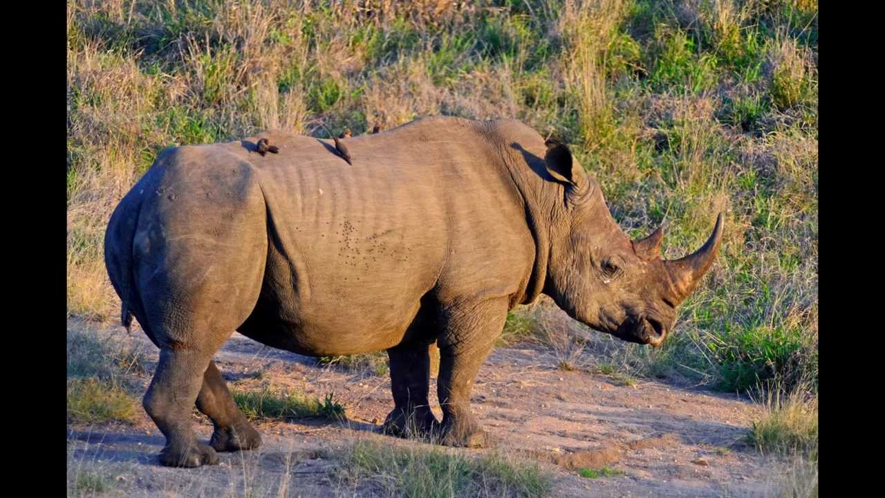 African Wildlife Slide Show - Photos of Africa - YouTube