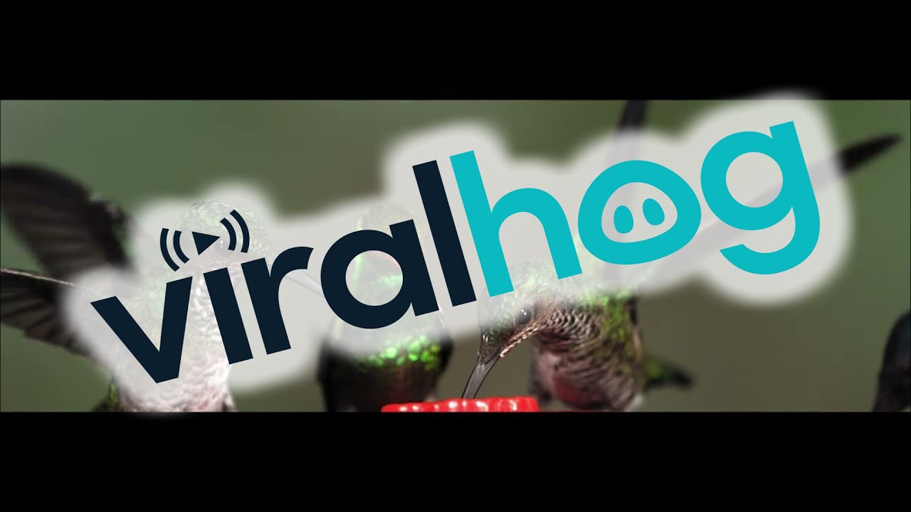 Hummingbird Shakes Off Bee at Feeder || ViralHog - YouTube