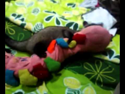 Musang birahi - YouTube