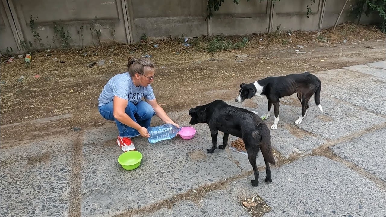Street Begging Dogs Biggest Dream Came True When This Woman Stopped for ...