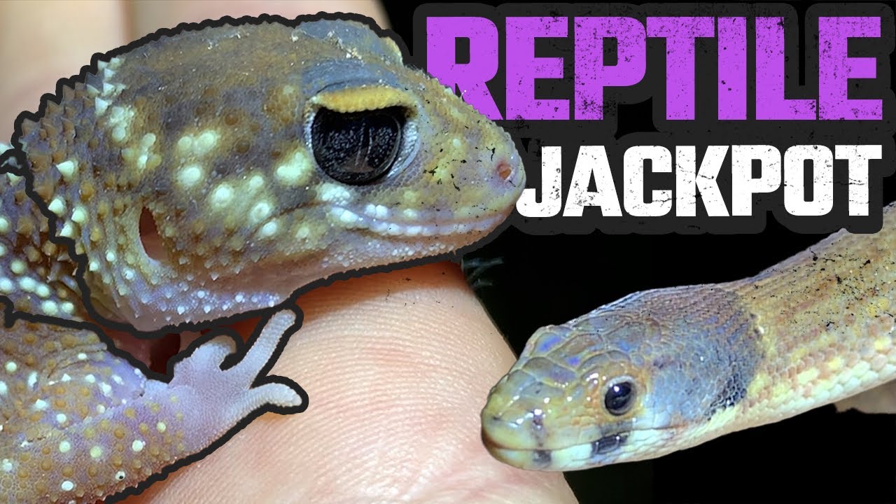 HOW WE FOUND 10 REPTILES IN 1 NIGHT | SNAKES, GECKOS & LIZARDS ...