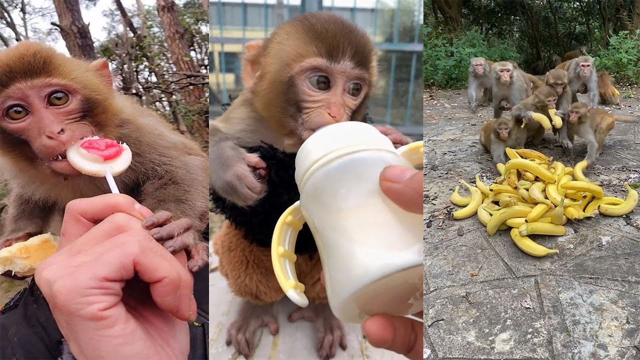The Best of Monkey Eating Videos - A Funny Monkeys Compilation Ep93 - YouTube