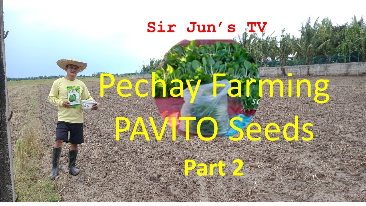 Pechay Farming: NAG SPRAY NG HERBICIDE AT INSECTICIDE SA PECHAY. PART 2 ...