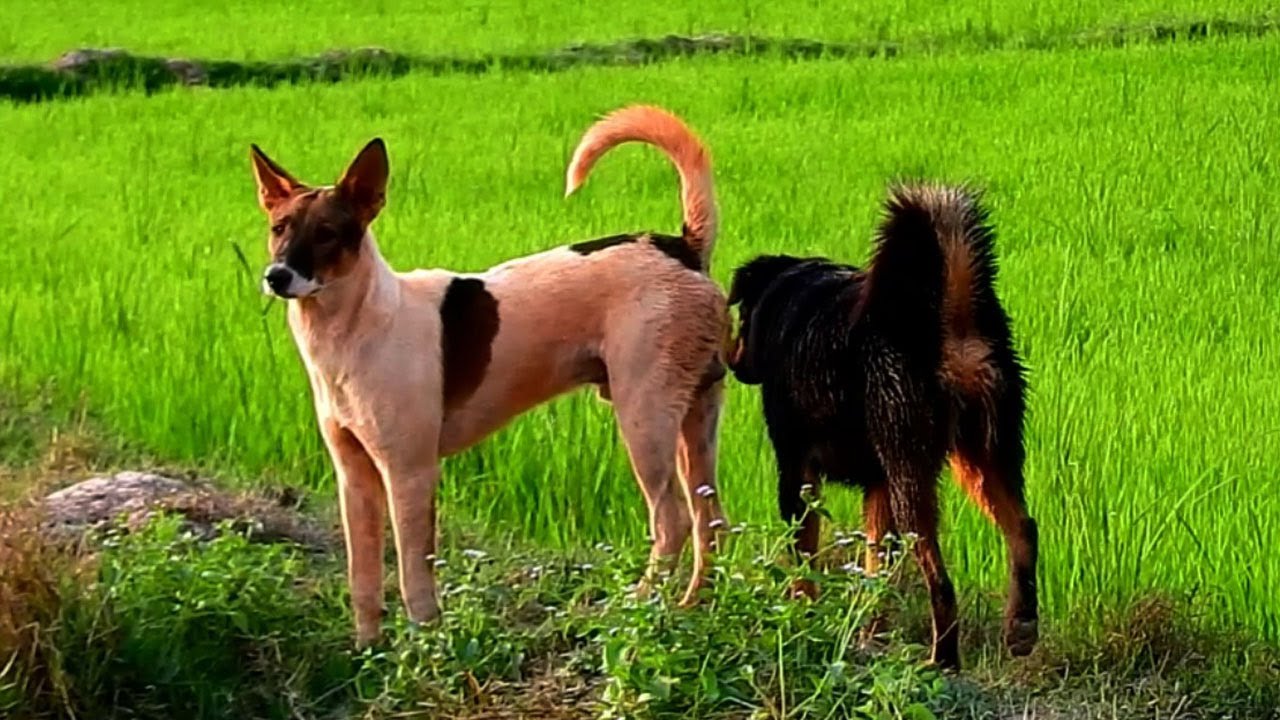 Wow many time to sweet with friend ker ker love young boy friends ...