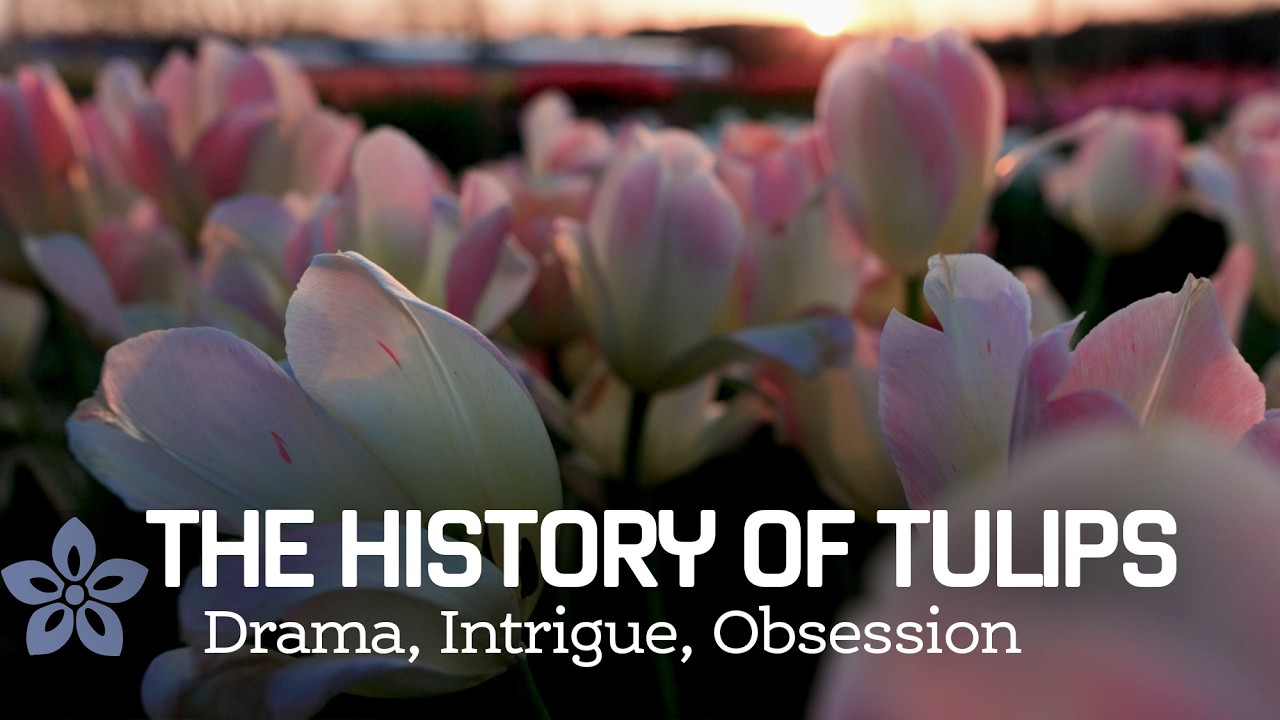 The History of Tulips | Drama, Intrigue, Obsession - YouTube