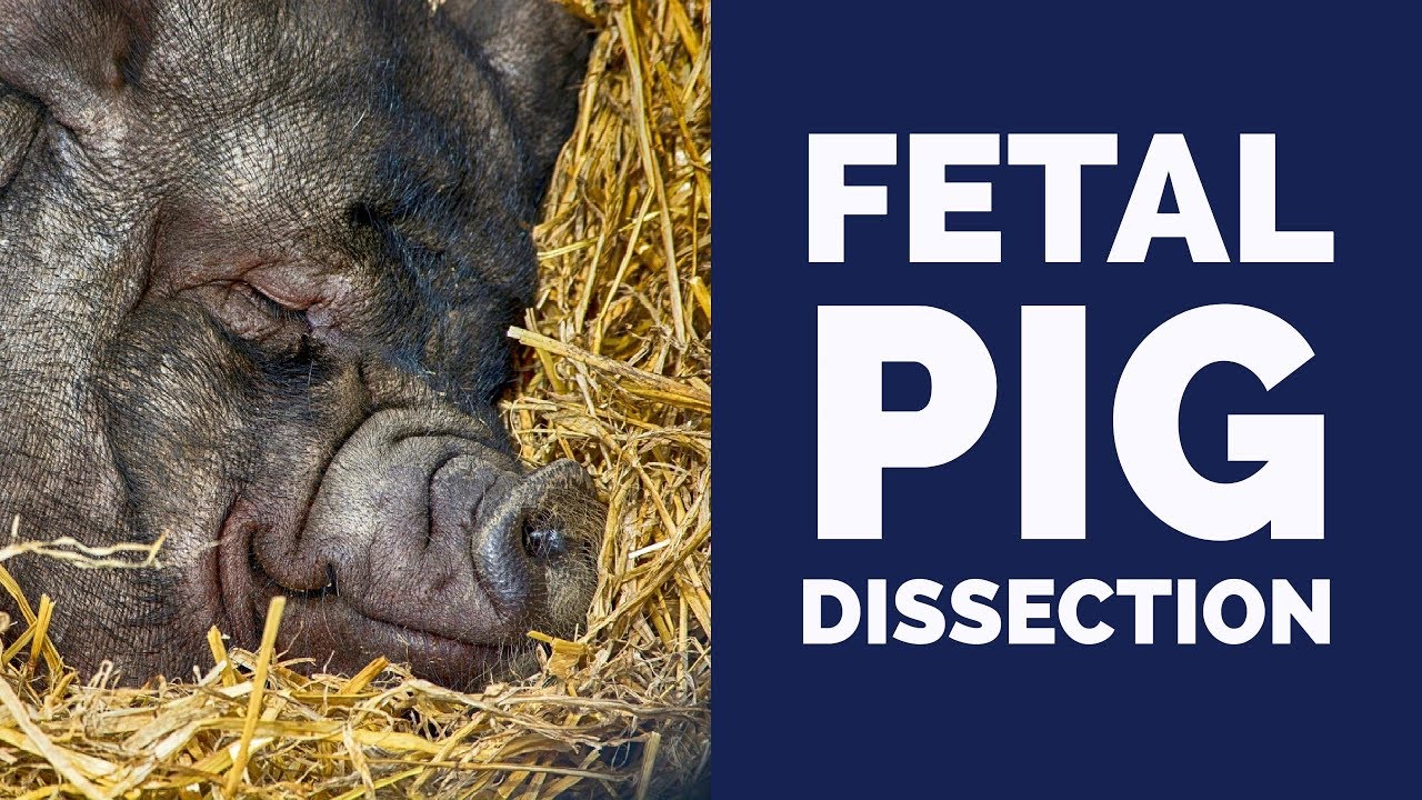 Fetal Pig Dissection YouTube fetal-pig-dissection-youtube