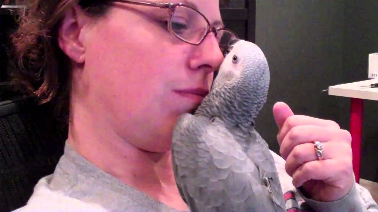 My baby African Grey parrot cuddling - YouTube