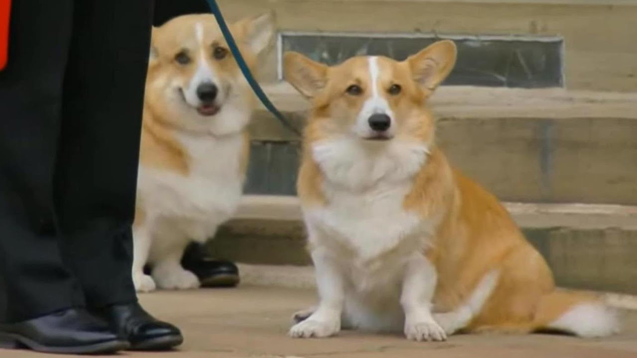 Sandy and Muick , Queen's Royal Corgis, Beside Their Queen Til The End ...