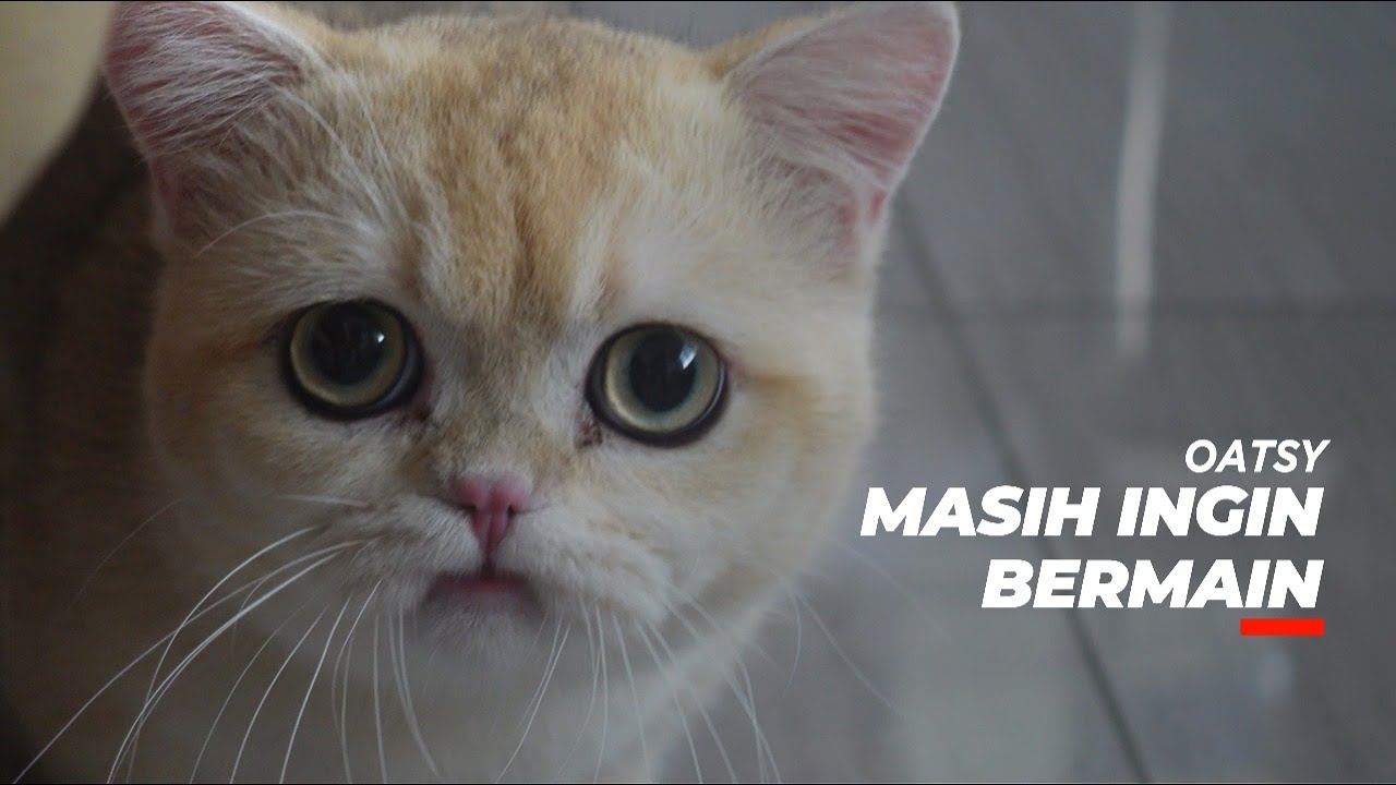 Kucing yang Paling Doyan Main: Oatsy - Team Rajanti Talks with Animals ...