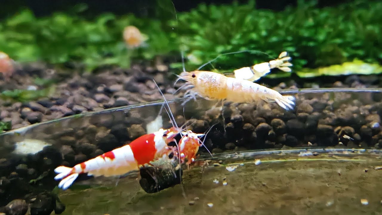 Crossing Crystal Red Shrimp with Golden Bee Shrimp | The Experiment ...