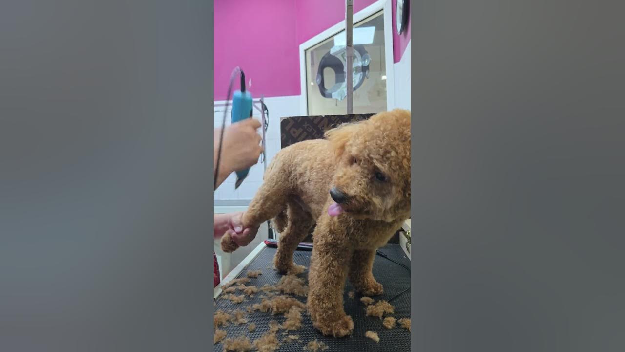 poodle ppuppy cut(archie) - YouTube