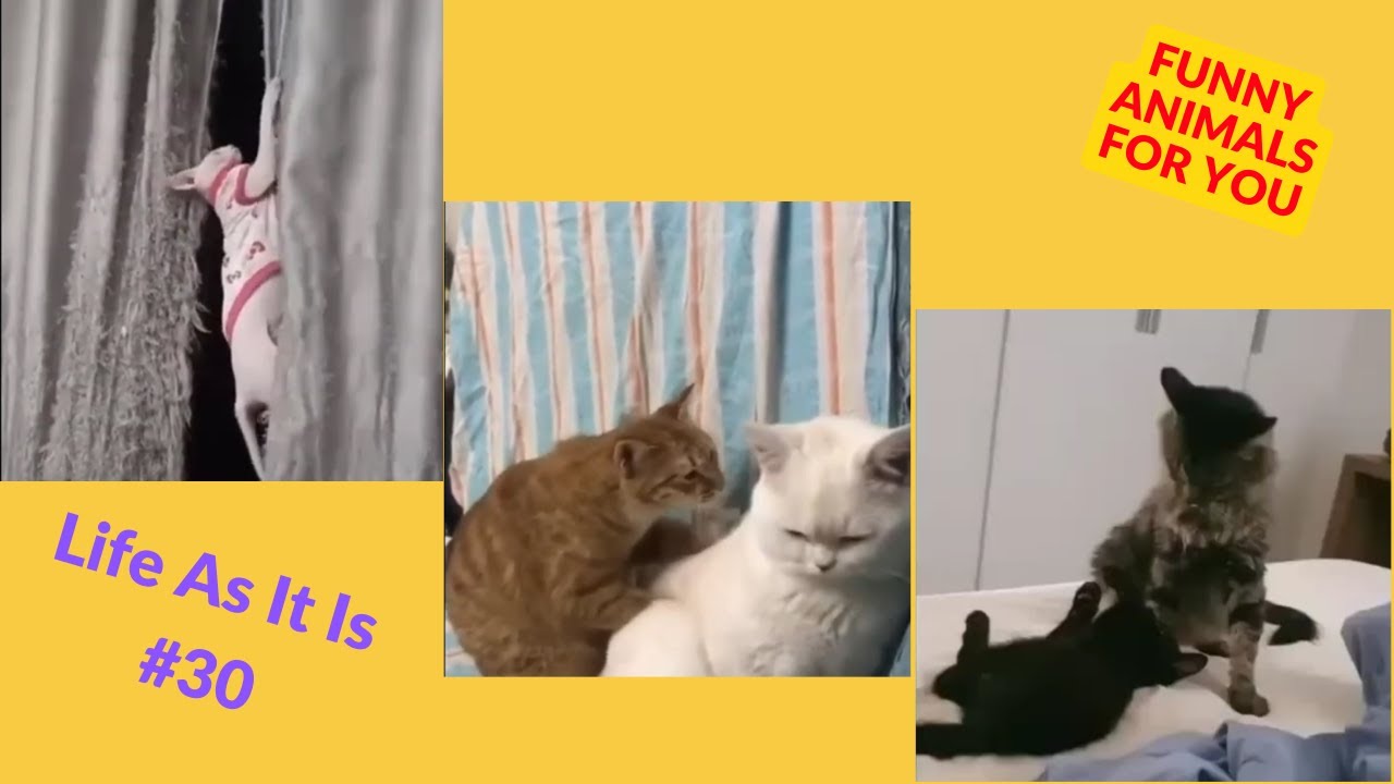 Funny animals & Life As It Is #30 - YouTube