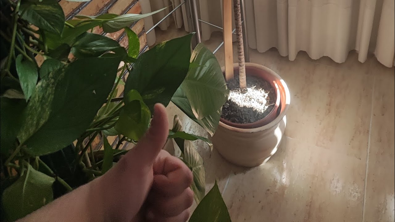 1 MINUTE PLANT - ASMR - YouTube