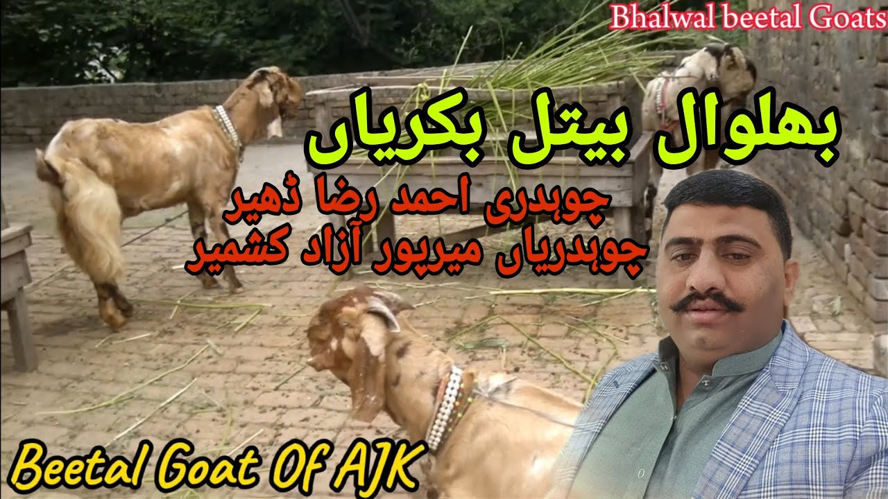 Bhalwal Beetal Bakriyan/ Bhalwal Beetal Goats/ Beetal Goat Of AJK/ Pure ...