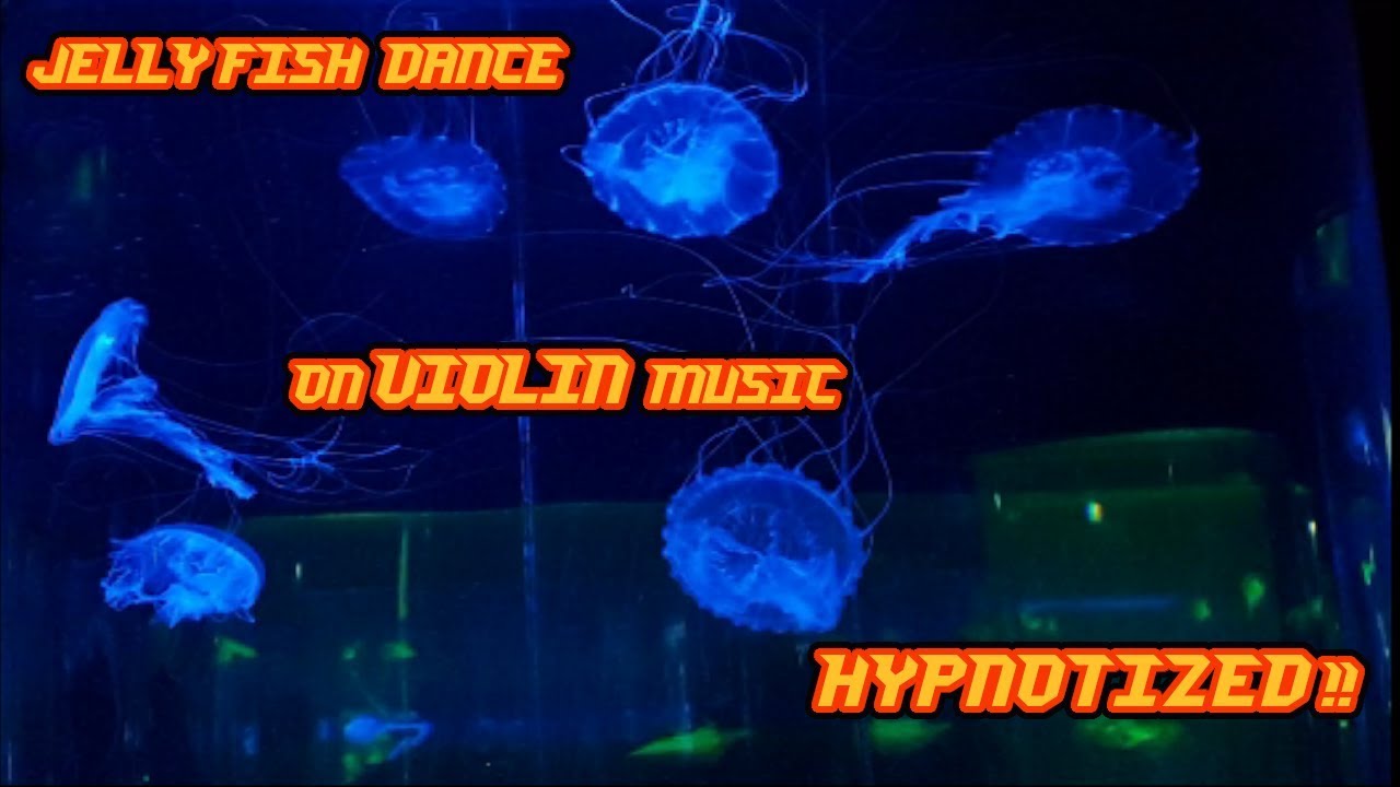 Amazing Jelly Fish Dance on violin music| Cool lighting dance | calming ...