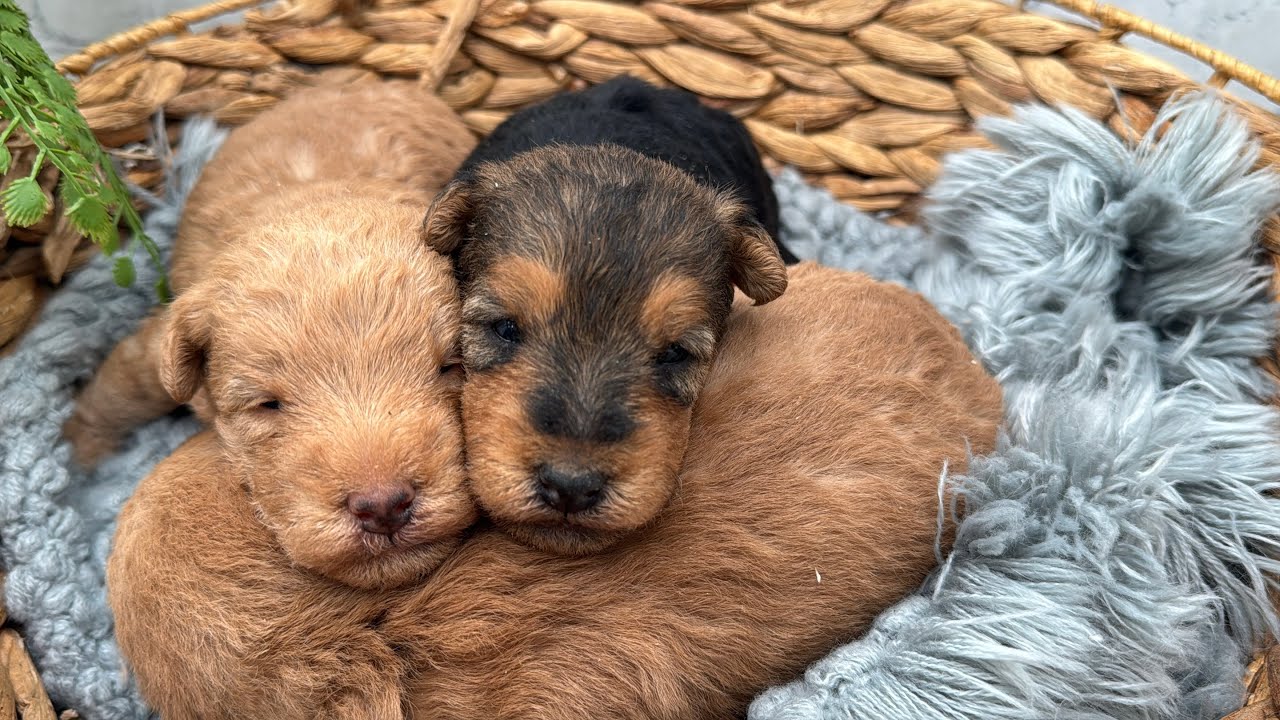 Gemma-Apollo 12/26/24 lakeland terrier puppies 2 weeks old - YouTube