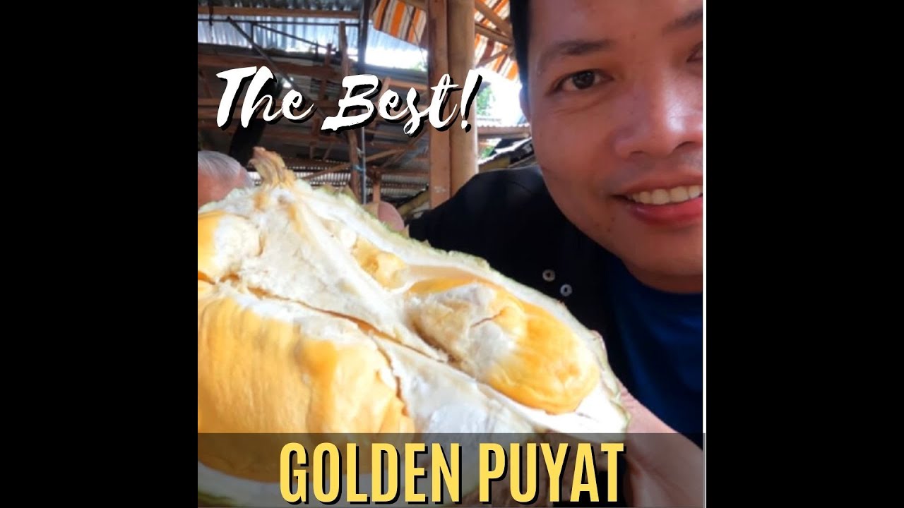 Golden Puyat Durian - The Best! - YouTube