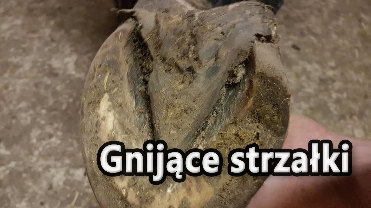 Gnijące strzałki - wszystko co musisz wiedzieć. - YouTube