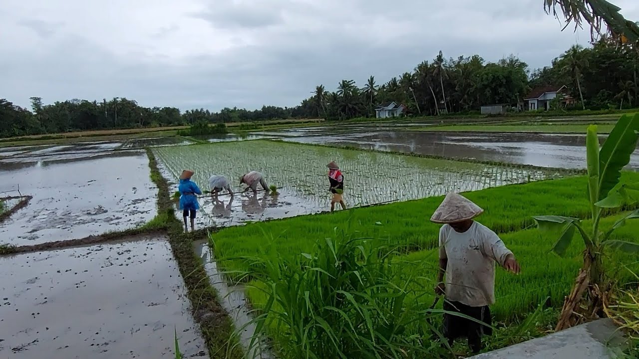 Indonesian Rural Life | Rural Atmosphere Plowing Paddy Fields And ...