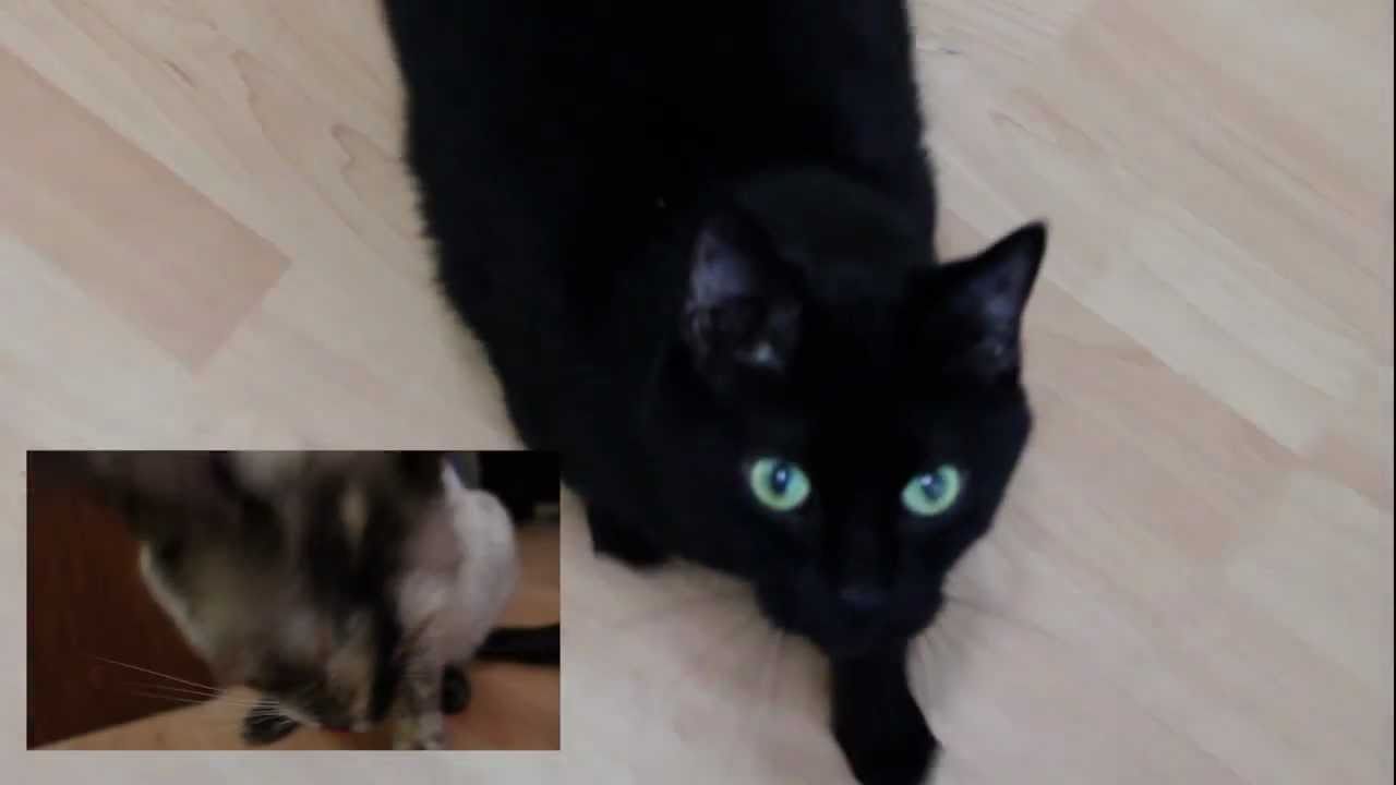 N2 the Talking Cat: S1 Ep13 Kona Interactive - YouTube