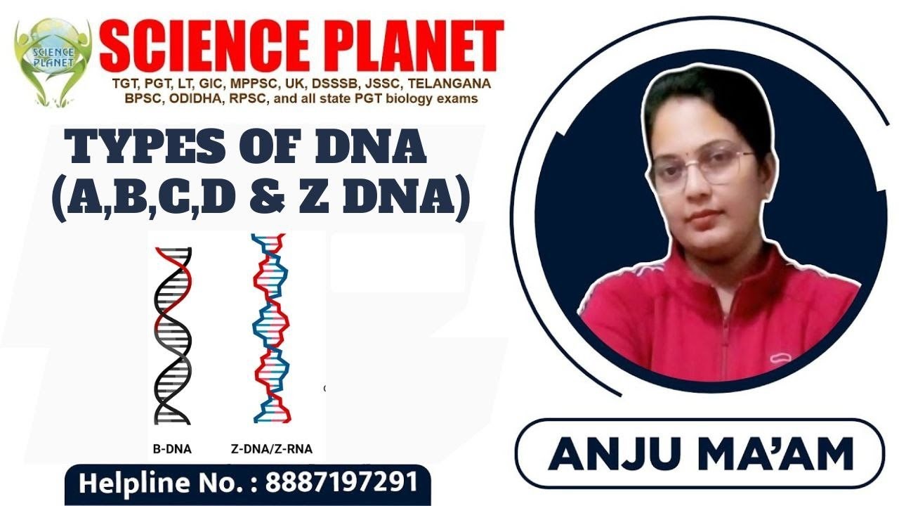 TYPES OF DNA II A DNA, B DNA, C DNA , D DNA & Z DNA II BY ANJU MAURYA - YouTube