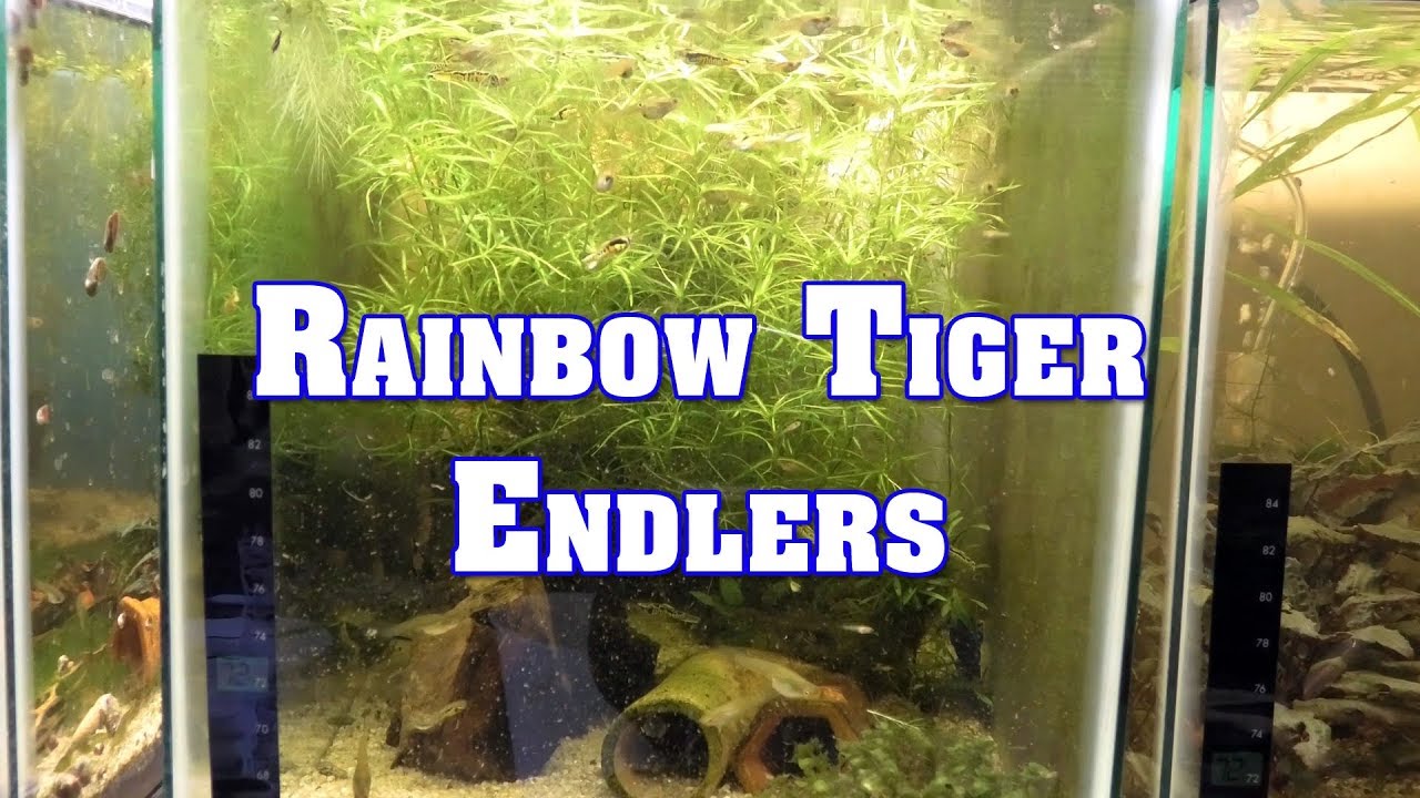Rare Rainbow TIGER Endlers Fish & More - Tank 1 from LR Bretz - YouTube