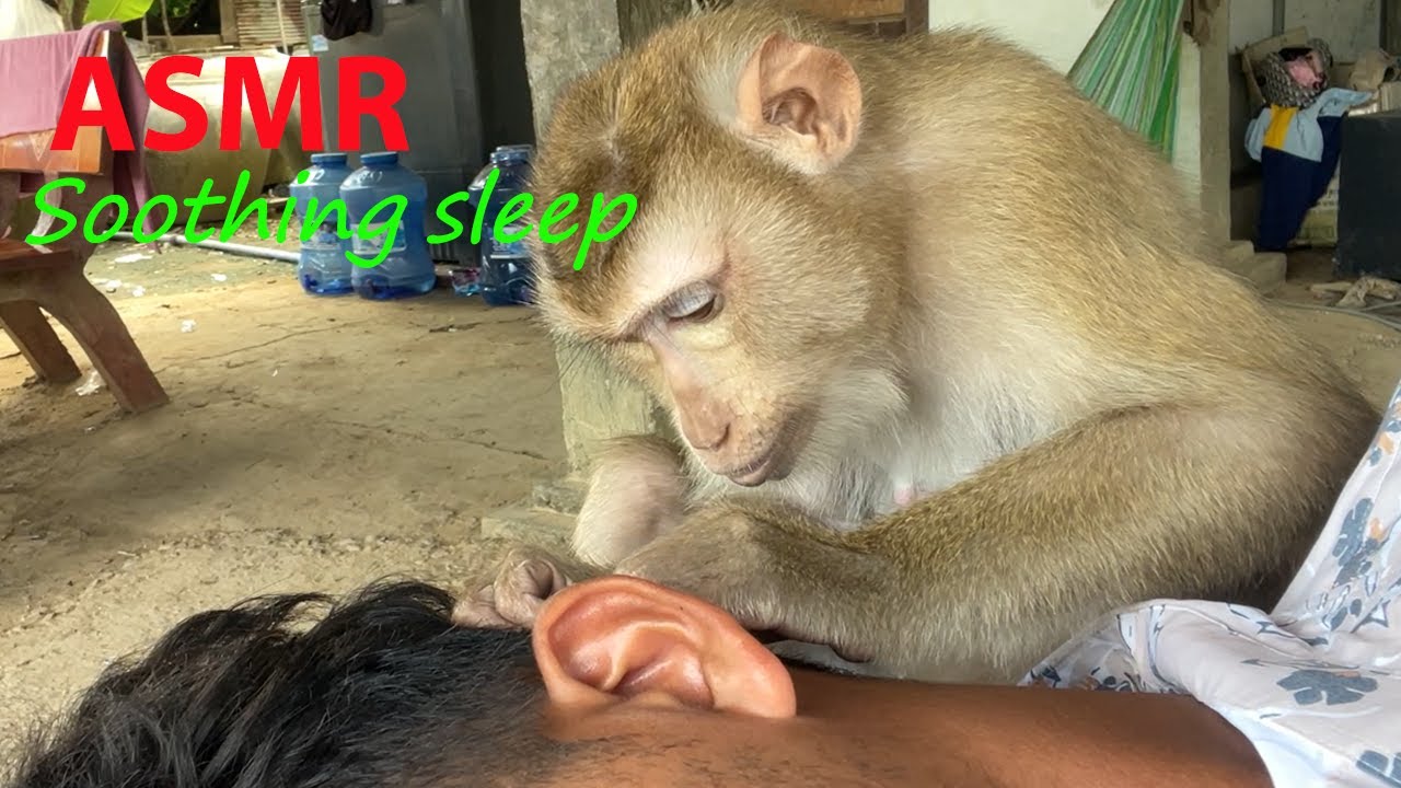 Concentrating Hard! Zueii Adorable Monkey Focuz Grooming Hair - YouTube
