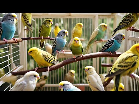 Daily dose of budgies chirping sounds__Relaxing birds sounds__calming sounds of budgies - YouTube