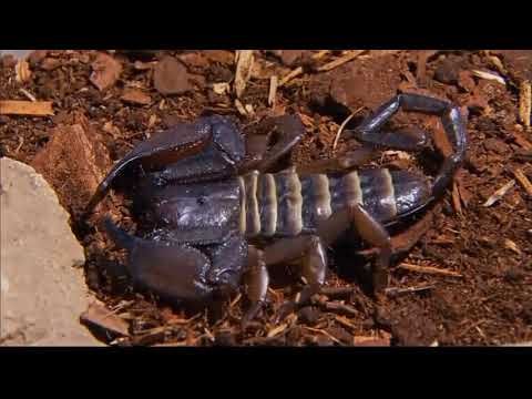 Amazing wild scorpions life of a scorpions!!! - YouTube