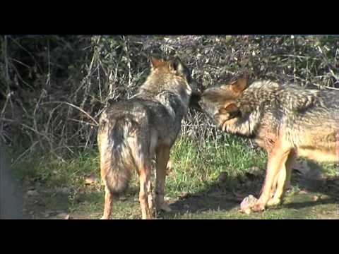 EL LOBO IBÉRICO: "COEXISTENCIA DEL LOBO Y EL MUNDO RURAL" - YouTube