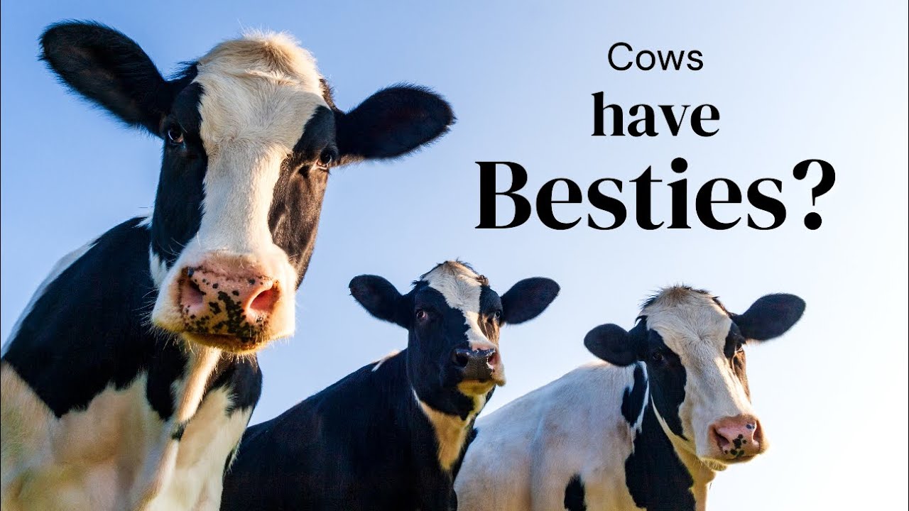 Cows Have Best Friends? Udderly Fascinating! - YouTube