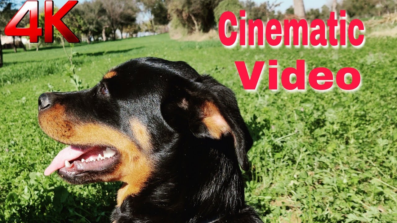 Rottweiler Dog 4K Cinematic Video| Cinematic 4K Video Of Rottweiler Dog ...