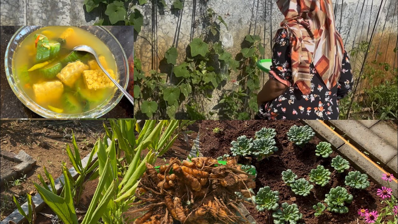Pasar jauh, tukang sayur libur lama,berkebun bisa jadi solusinya. Petik ...
