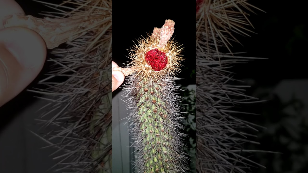 Ripe Stenocereus Thurberi fruit, Pitaya Dulce - YouTube